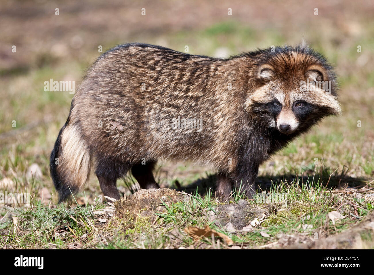 Chien viverrin nyctereutes procyonoides Banque de photographies et d ...