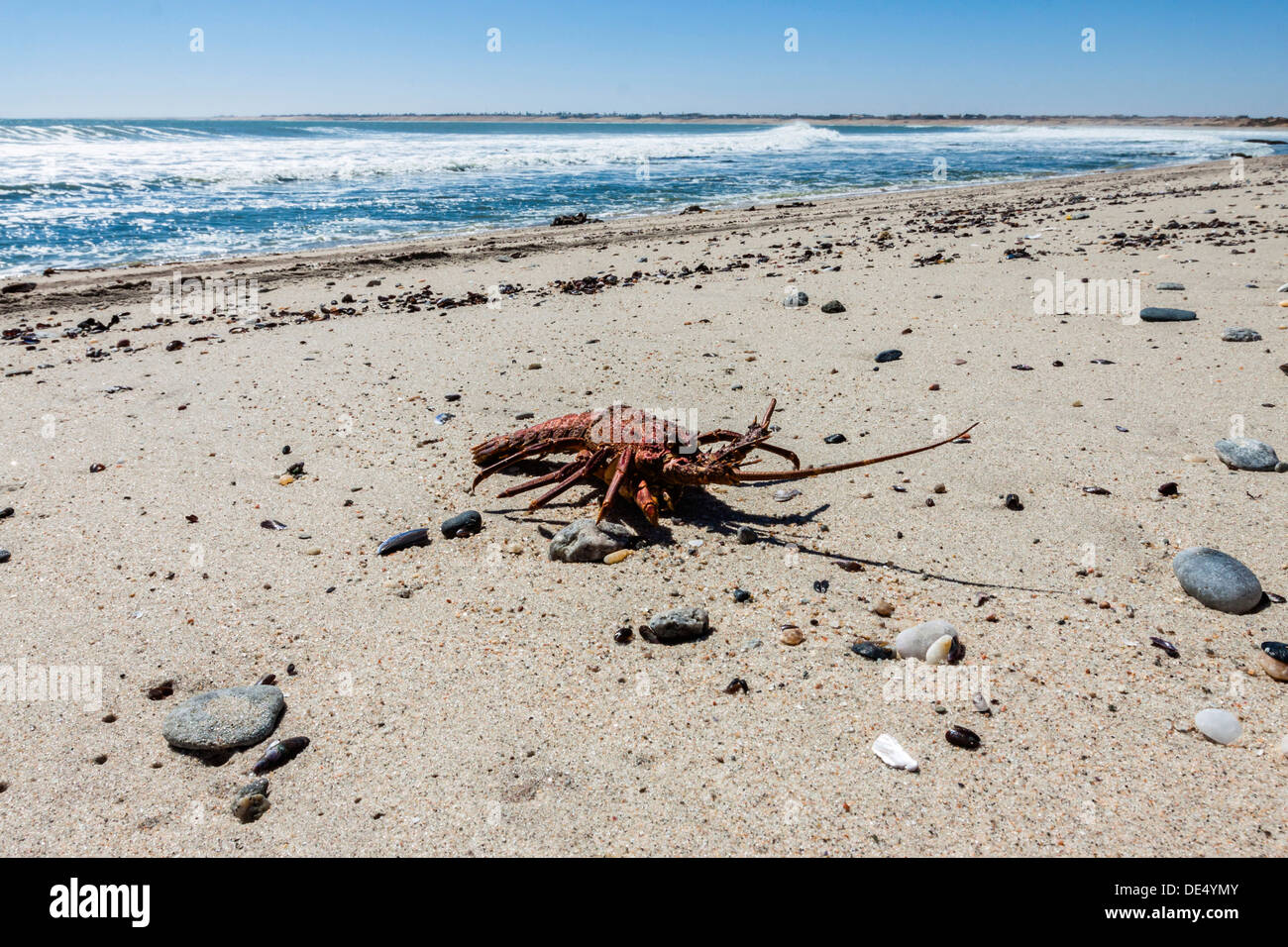 Homard mort Banque de photographies et d’images à haute résolution - Alamy