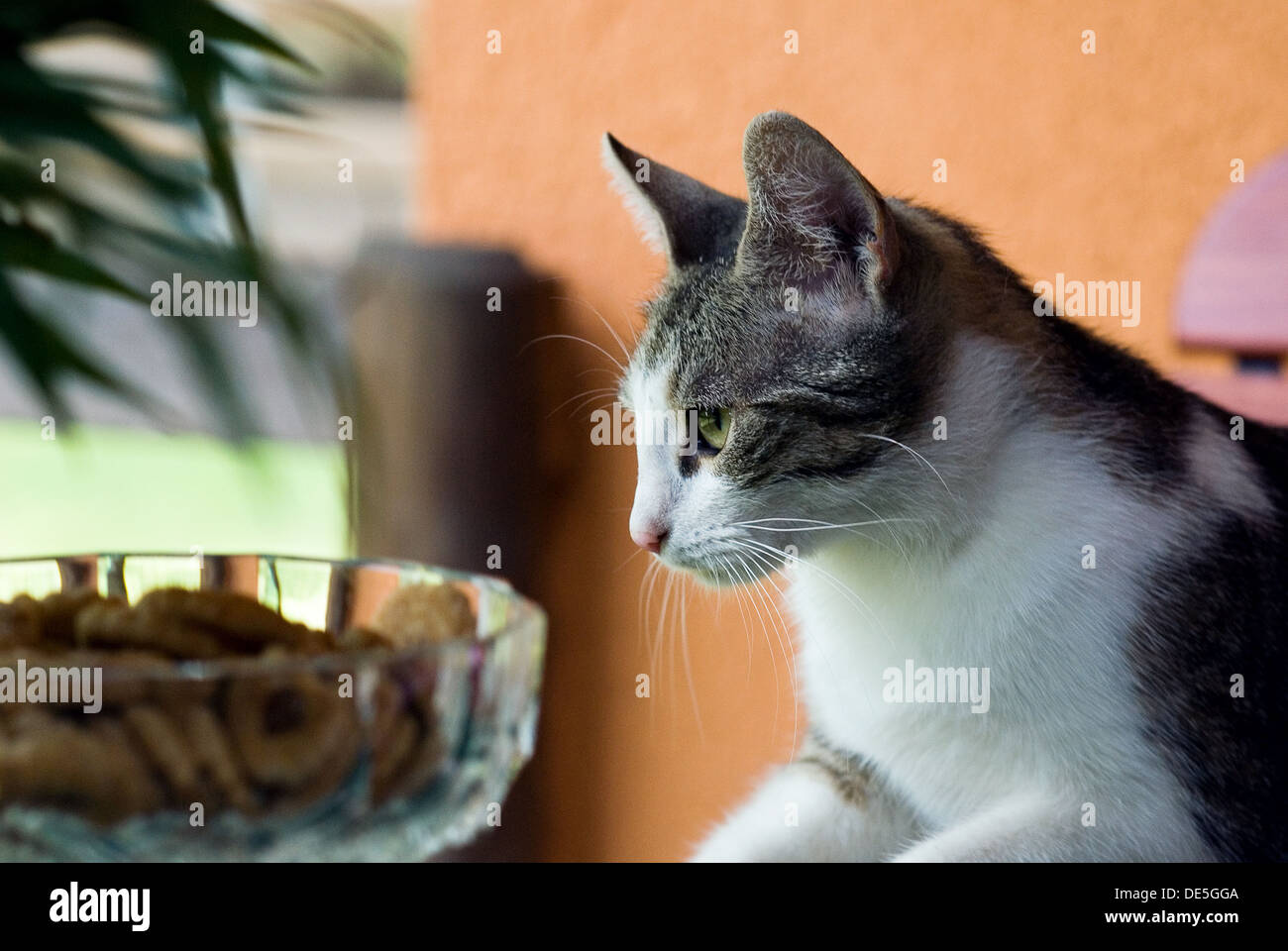 Chat sur table Banque de photographies et d’images à haute résolution ...