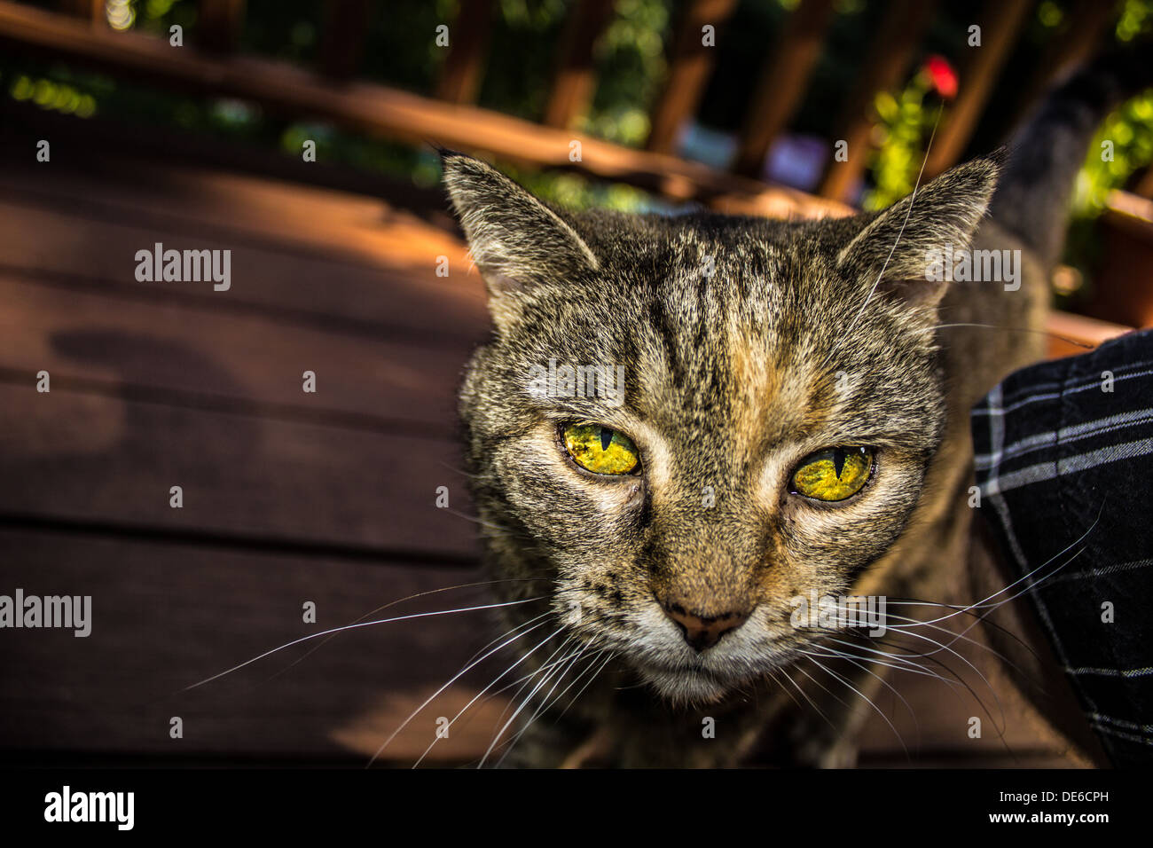 Yeux de chat Banque de photographies et d’images à haute résolution - Alamy