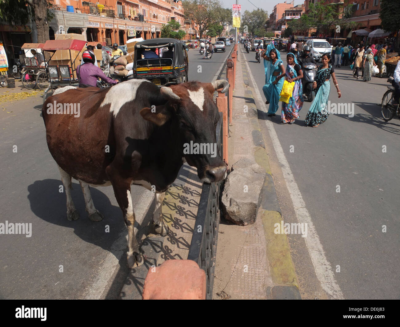 Vache sacrée en inde Banque de photographies et d’images à haute ...