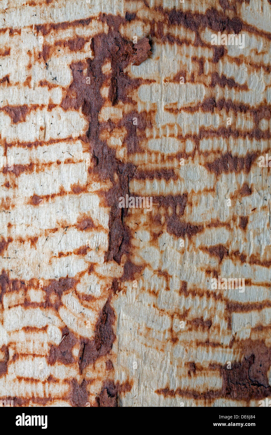Tronc d'arbre de castor Banque de photographies et d’images à haute ...