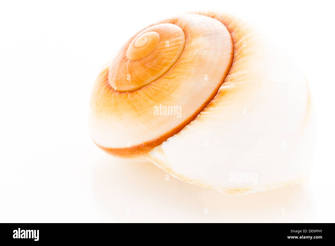 Atlantique natica Banque de photographies et d’images à haute ...