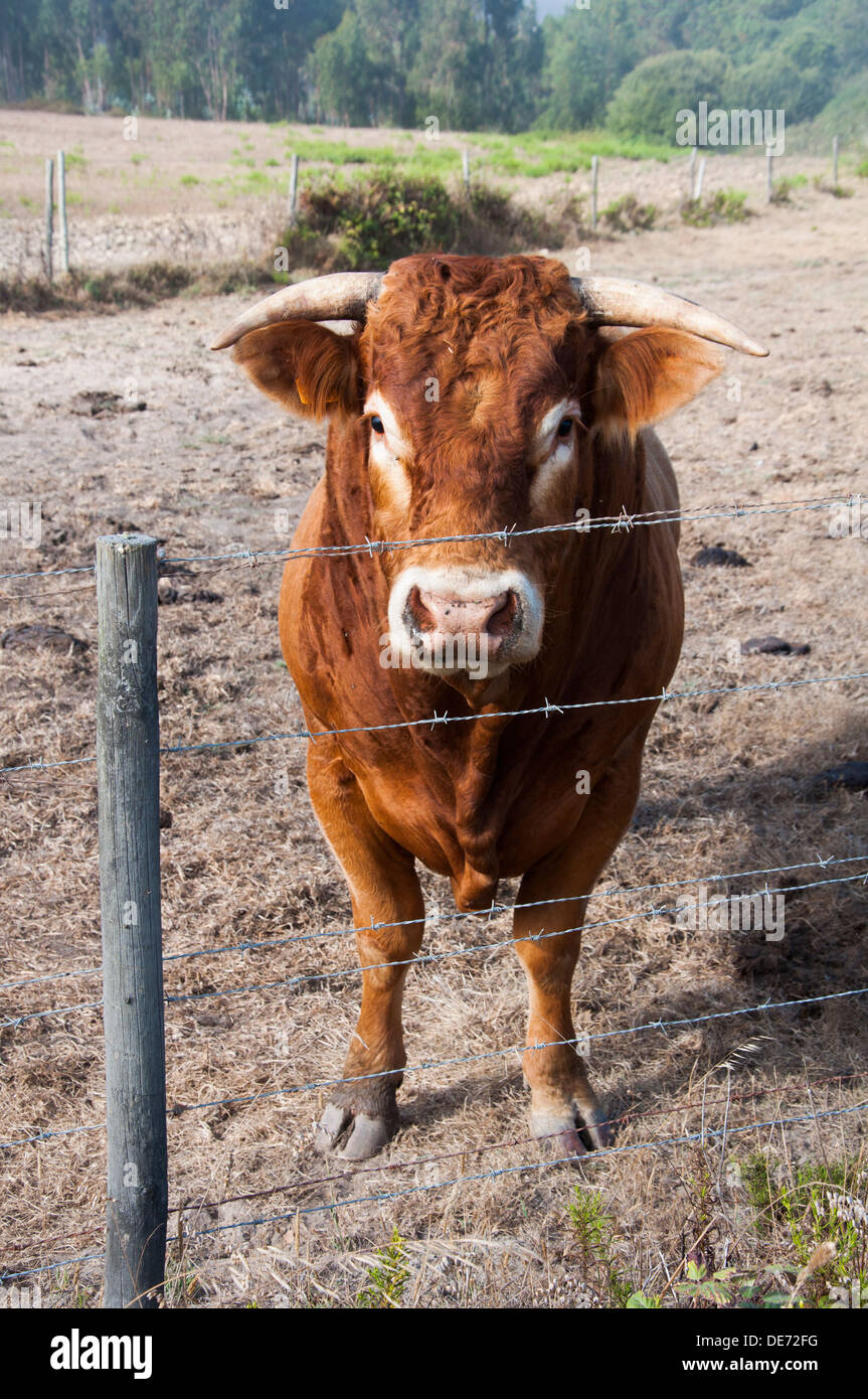 Portrait de vache Banque de photographies et d’images à haute ...