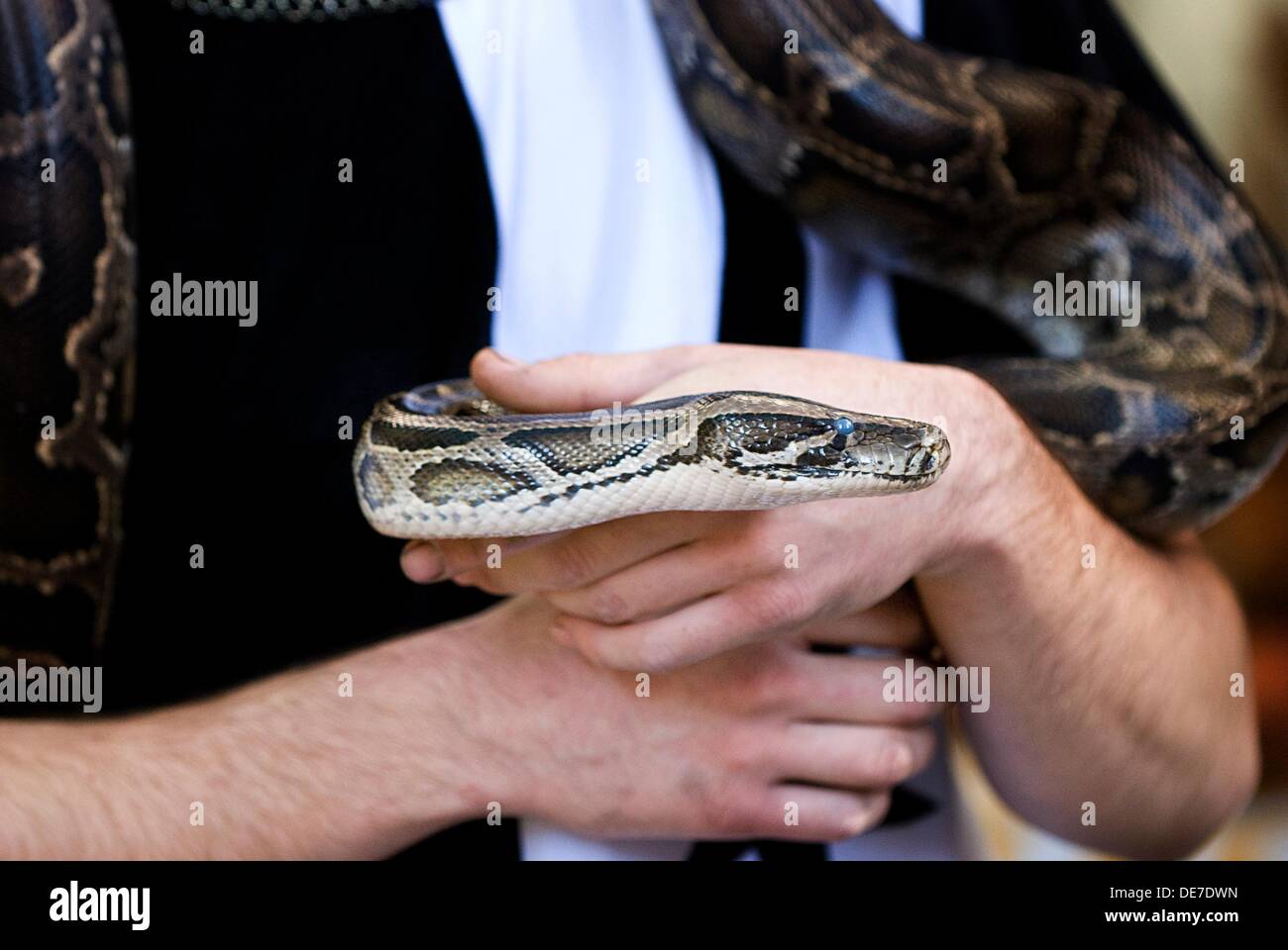 Holding snake Banque de photographies et d’images à haute résolution ...