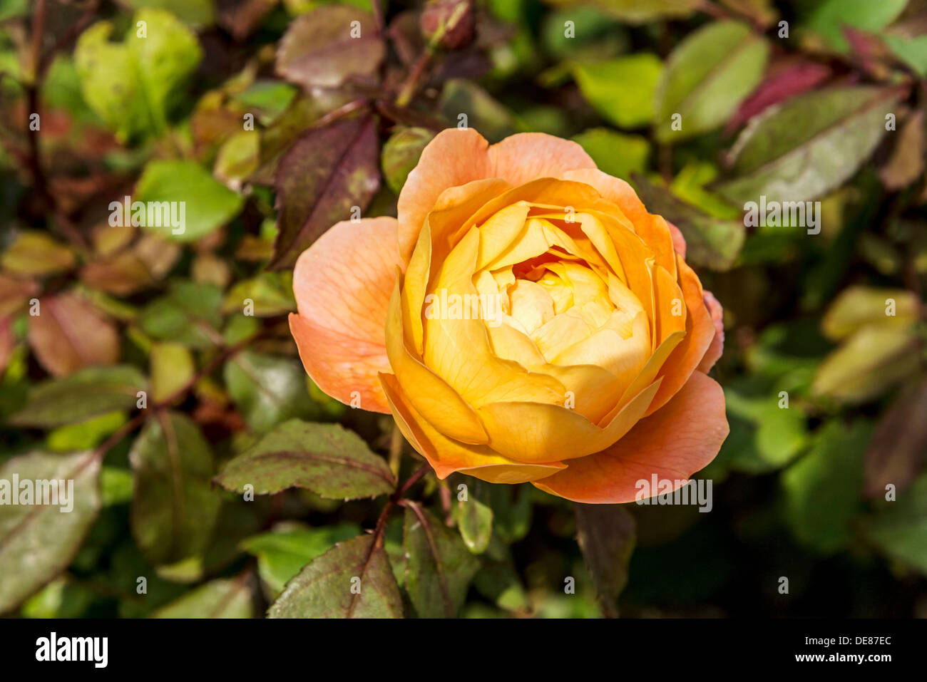 Rose emma hamilton Banque de photographies et d’images à haute ...