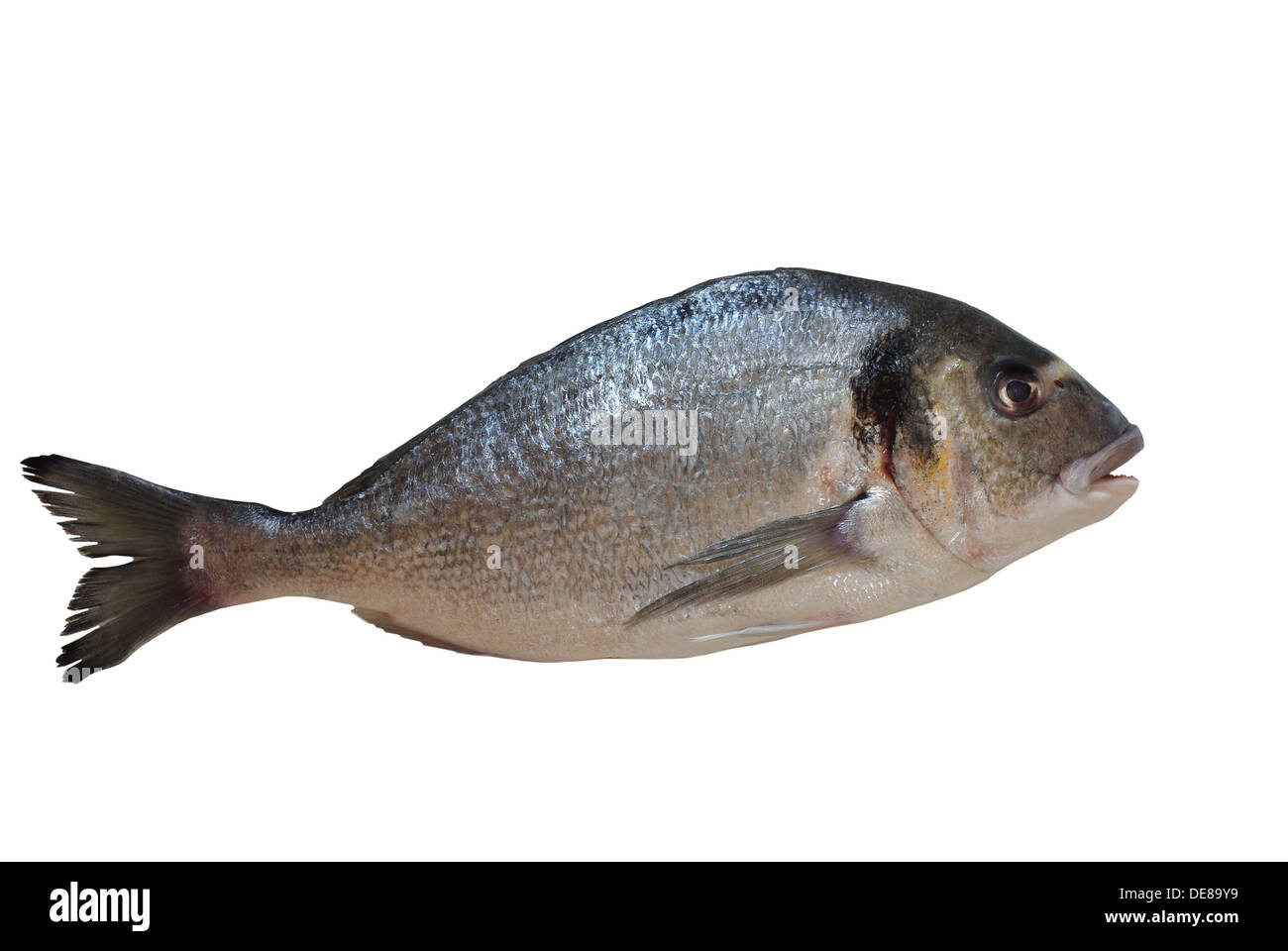 Dorade royal Banque de photographies et d’images à haute résolution - Alamy