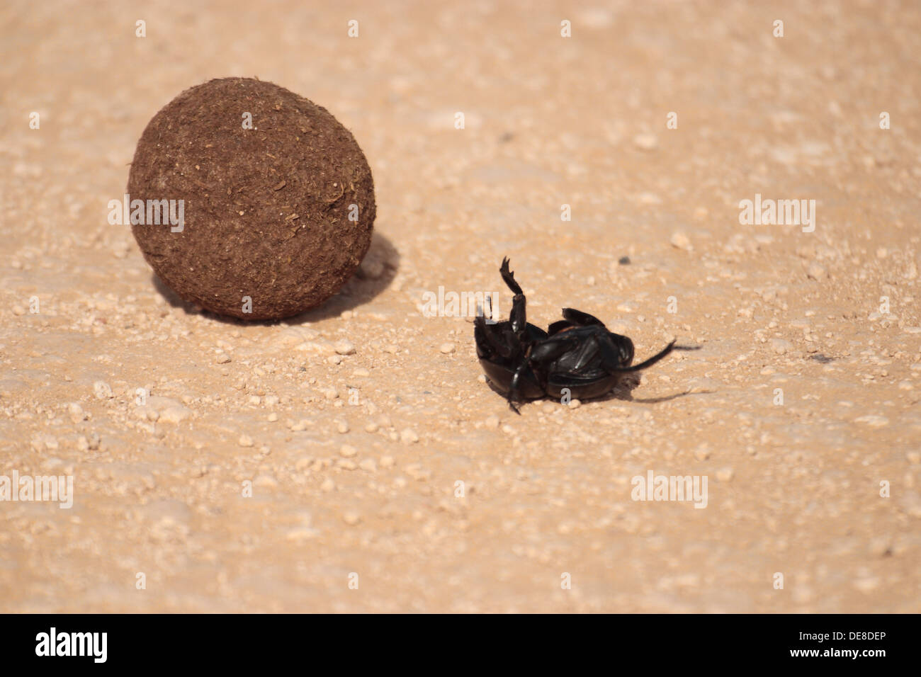 Elephant dung beetle Banque de photographies et d’images à haute ...