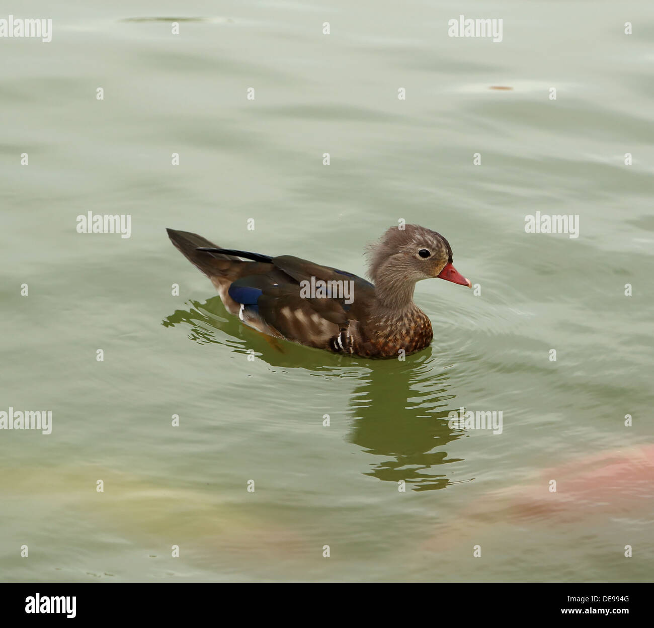 Eau de bassin de canards Banque de photographies et d’images à haute ...