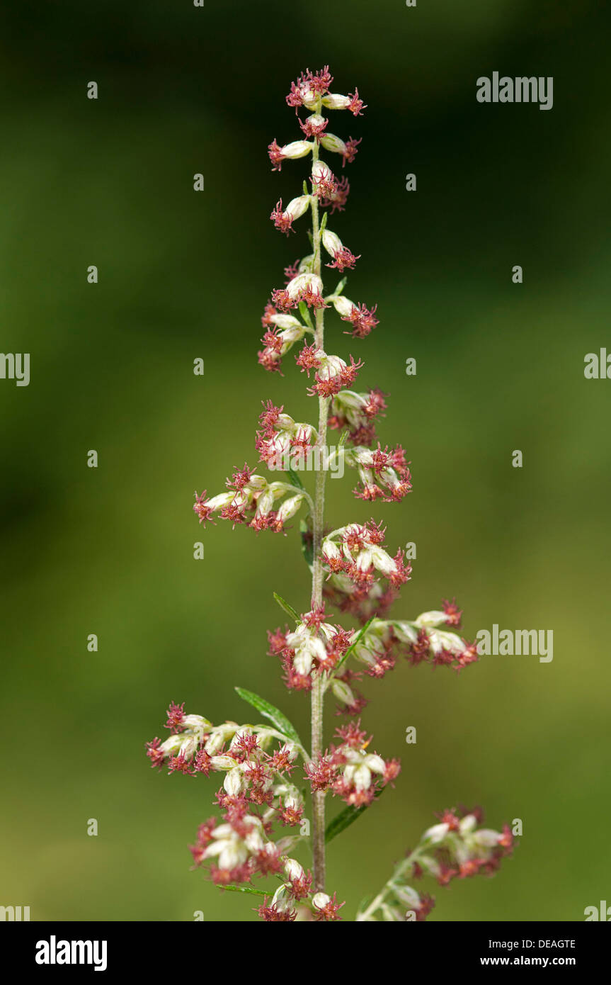 Artemisia vulgaris Banque de photographies et d’images à haute ...
