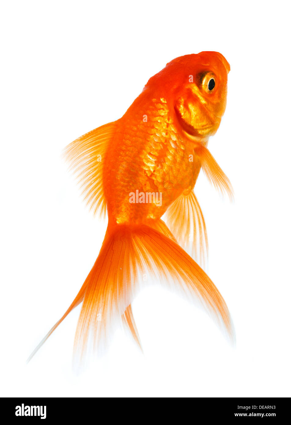 Gold fish Banque de photographies et d’images à haute résolution - Alamy