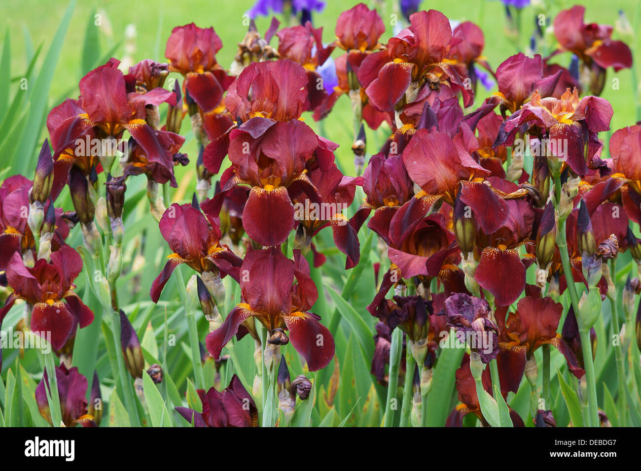 Fleurs marrons Banque de photographies et d’images à haute résolution ...