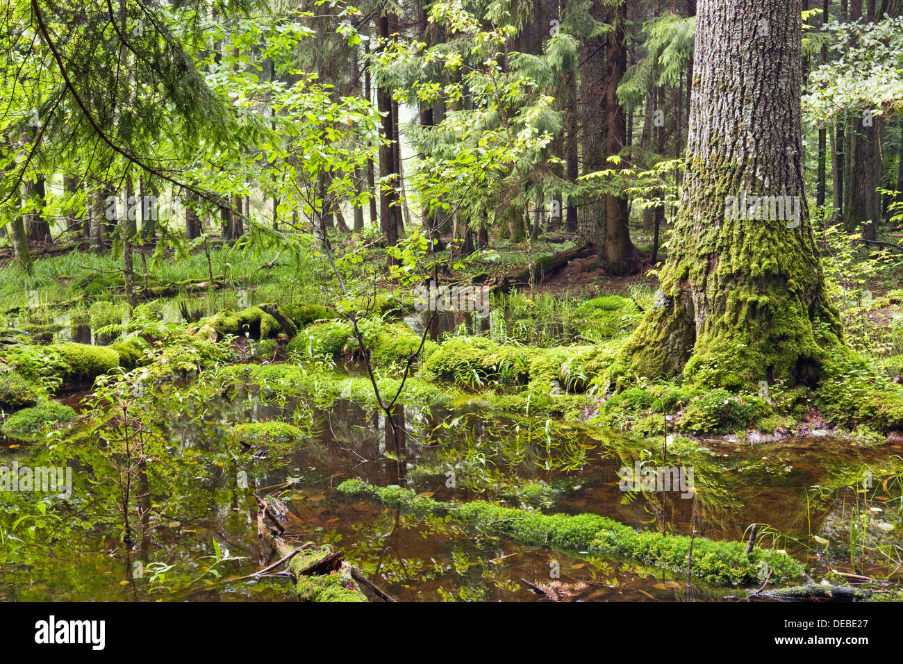 La Forêt de Bialowieza, parc national de Bialowieza, Pologne, Europe ...