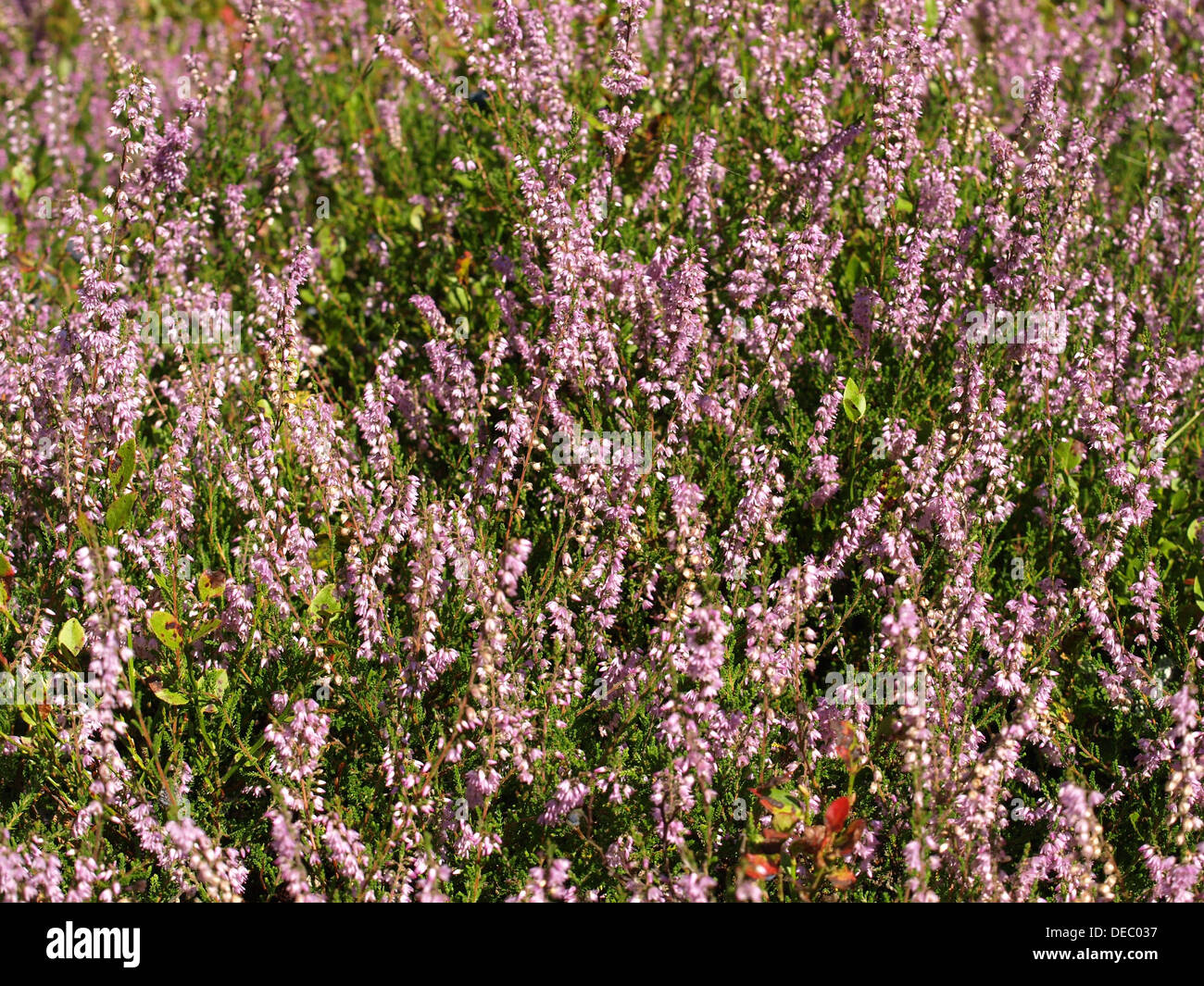 Calluna vulgaris Banque de photographies et d’images à haute résolution ...