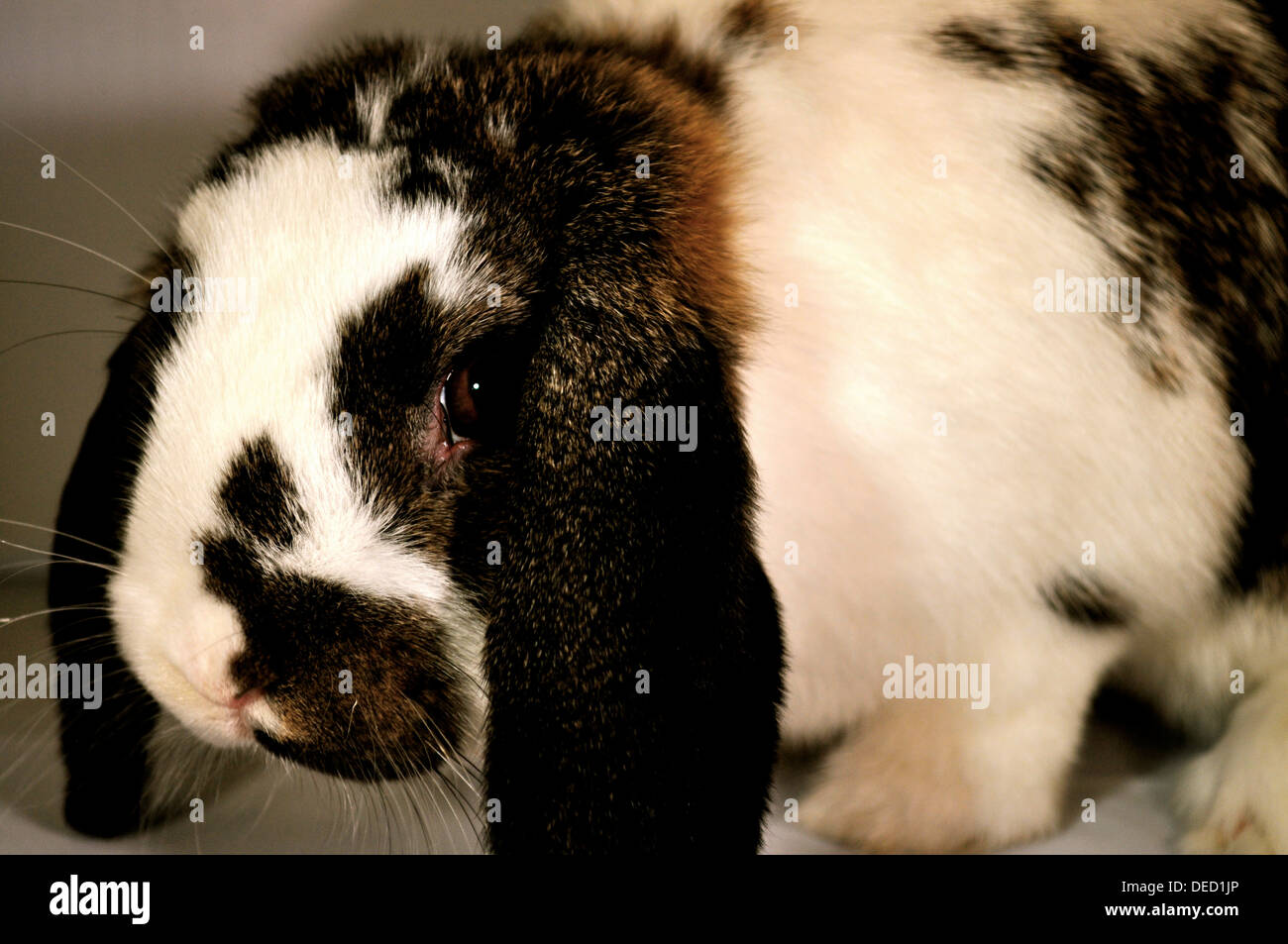 Le lapin brun Banque de photographies et d’images à haute résolution ...