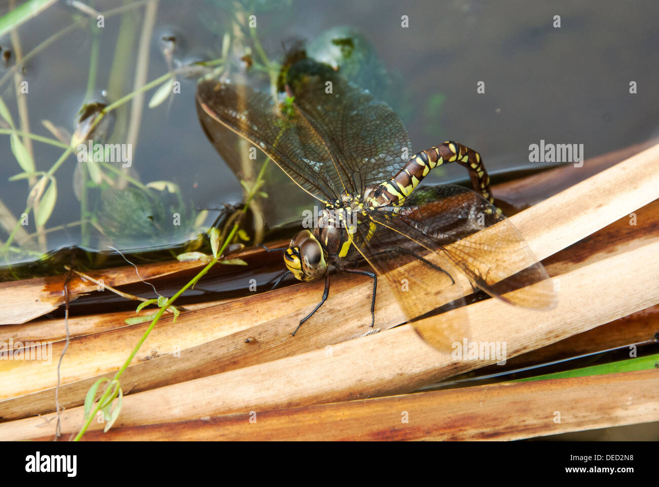 Oeufs de libellule Banque de photographies et d’images à haute résolution - Page 2 - Alamy