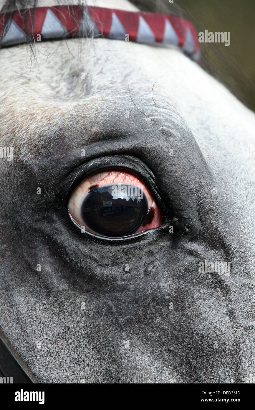 Un gros plan un cheval Banque de photographies et d’images à haute ...