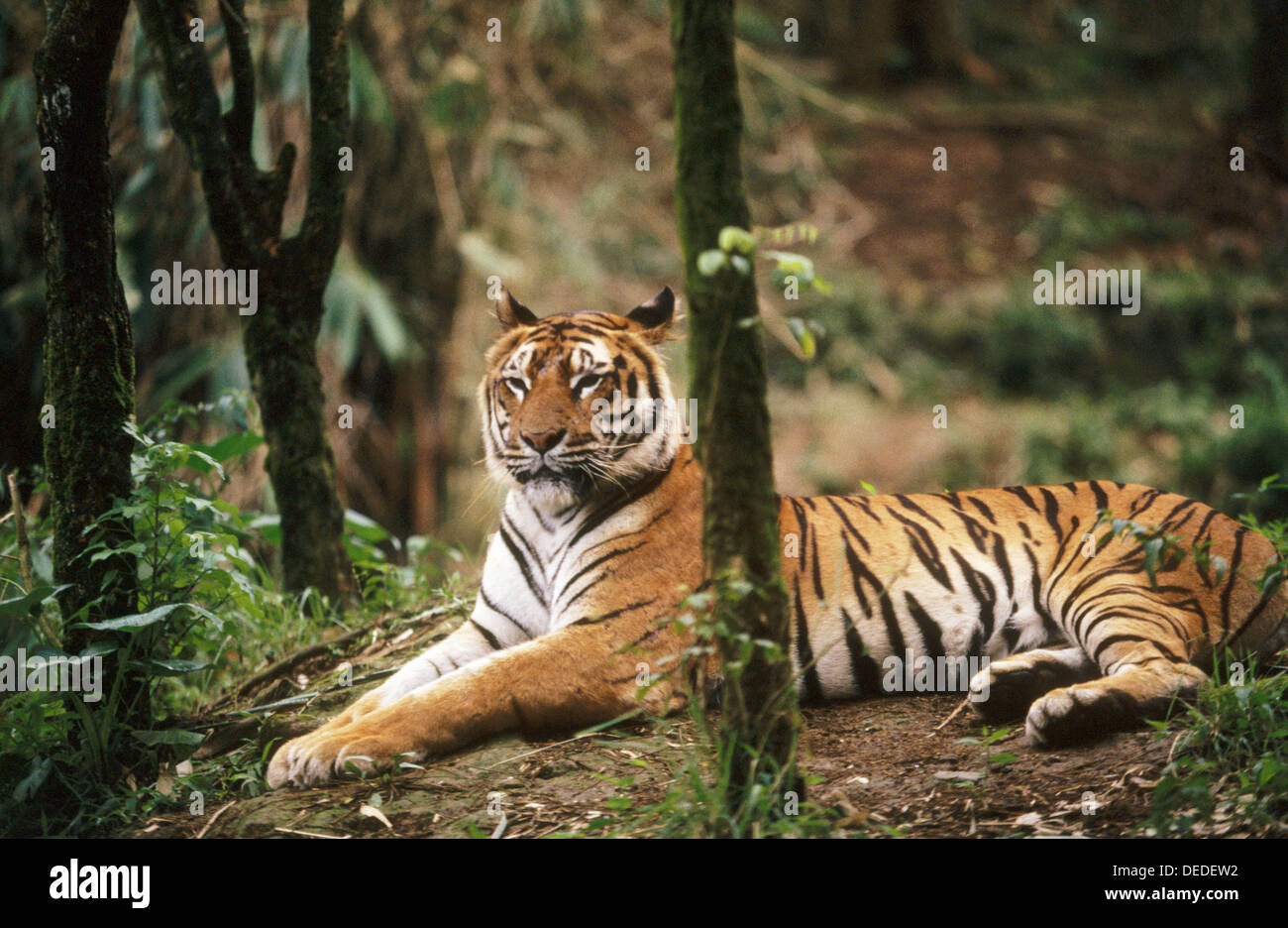 Chat Tigre De Java Banque d'image et photos - Alamy