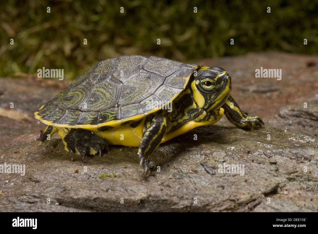 Trachemys scripta Banque de photographies et d’images à haute ...
