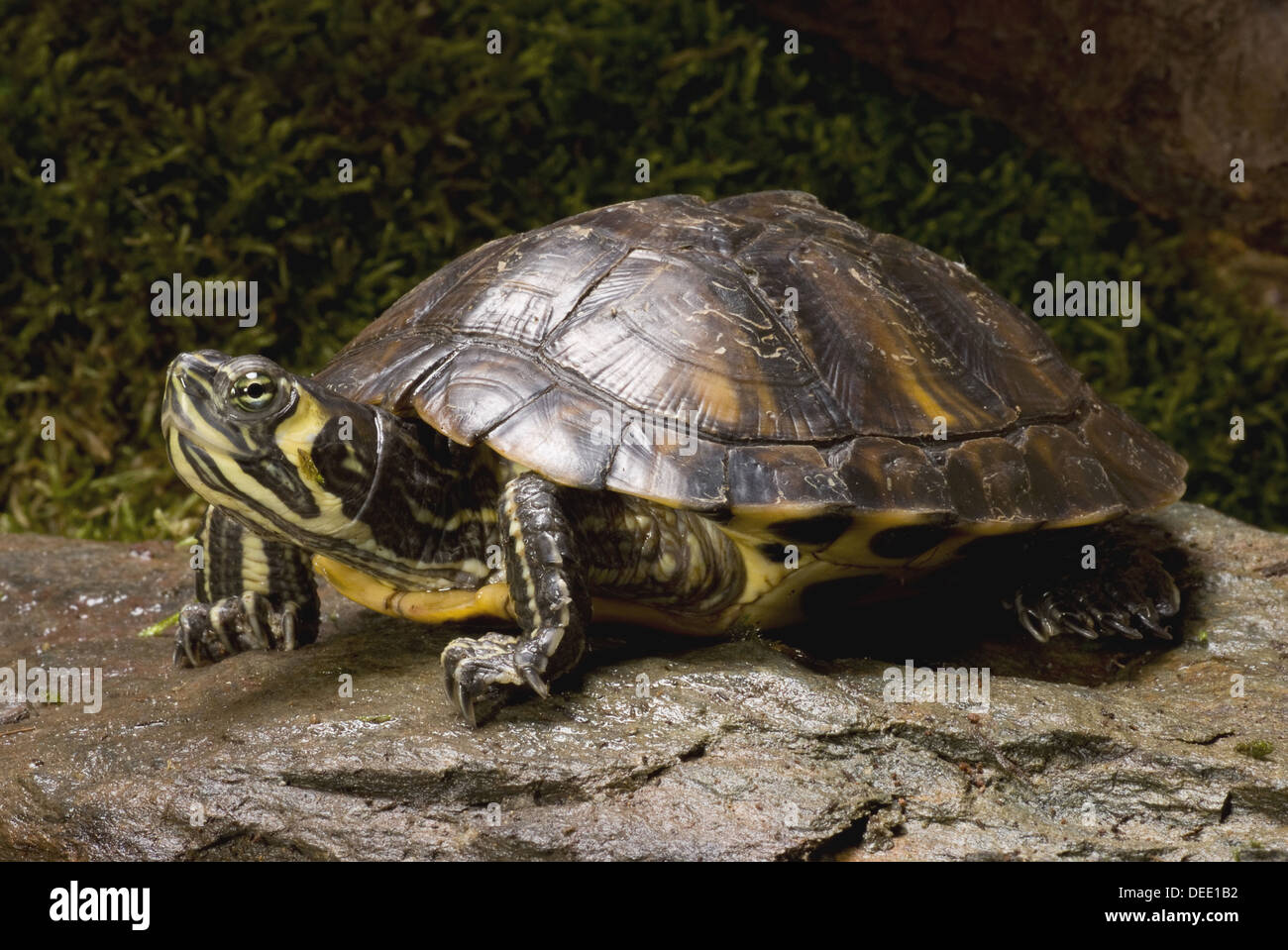 Trachemys scripta Banque de photographies et d’images à haute ...