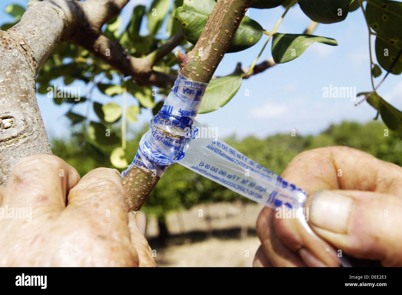 Greffe dans un caroubier. Majorque. Îles Baléares. Espagne Photo Stock ...