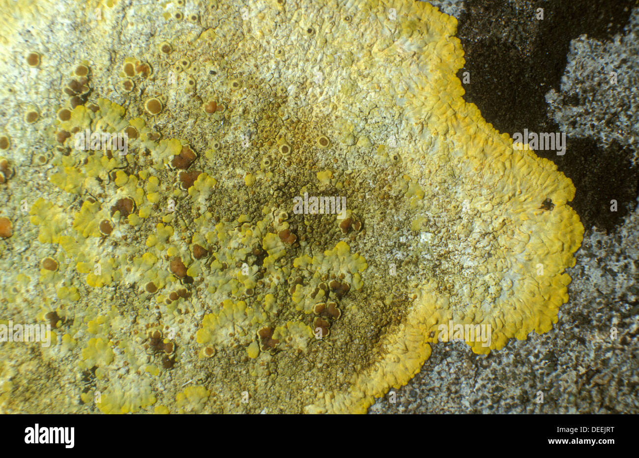 Caloplaca sp Banque de photographies et d’images à haute résolution - Alamy