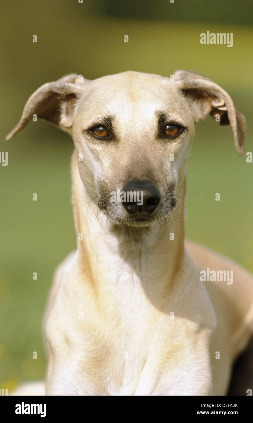 Arabian greyhound Banque de photographies et d’images à haute ...