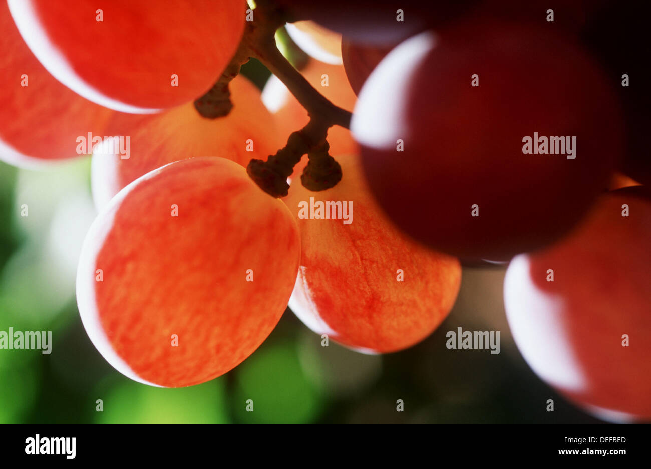 Golden raisins Banque de photographies et d’images à haute résolution ...