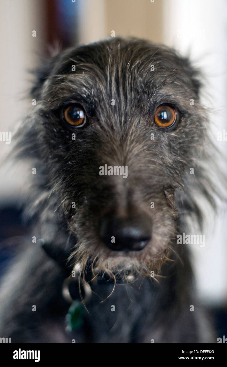 Courses de chiens en irlande Banque de photographies et d’images à ...