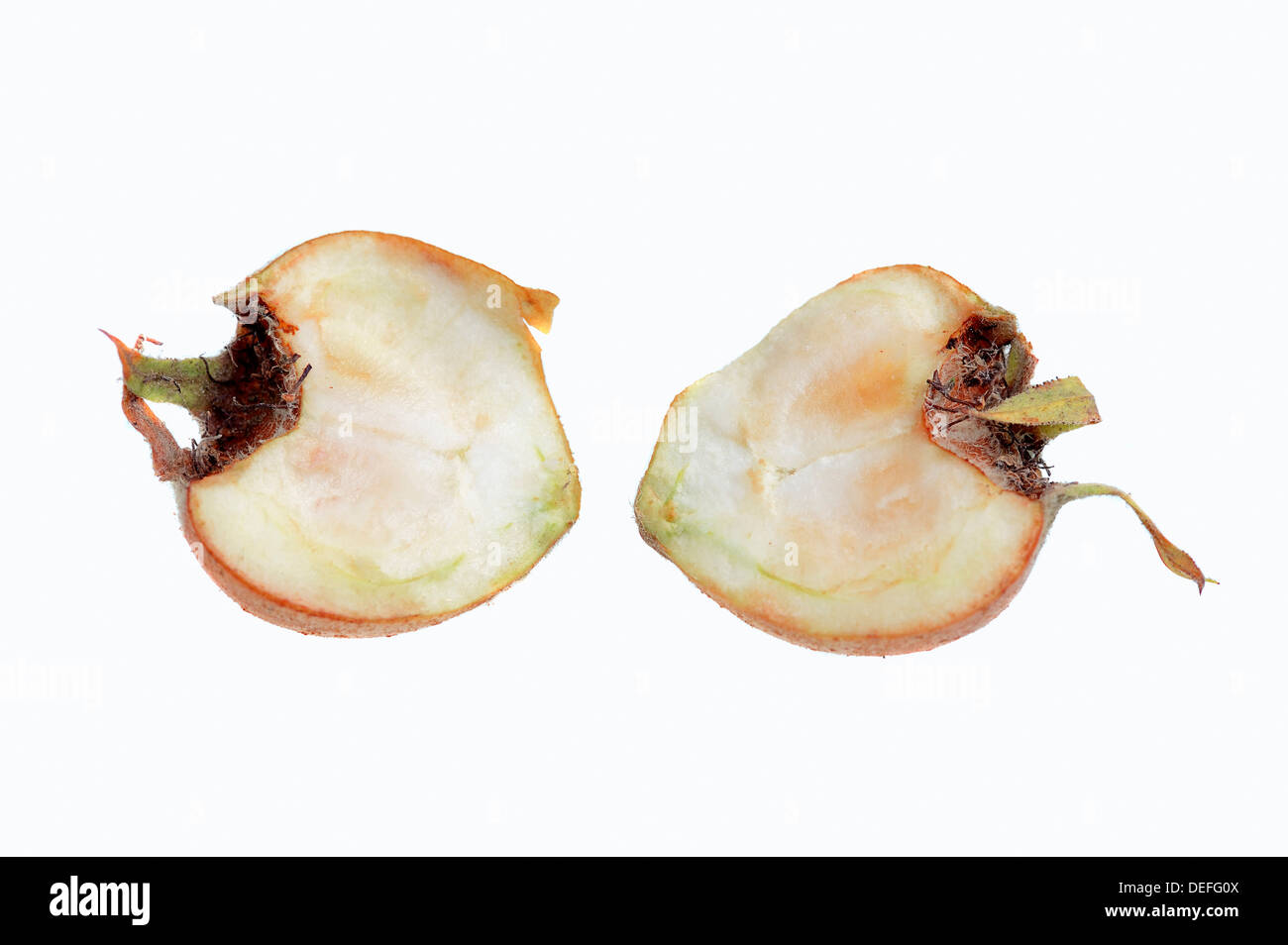 Common medlar fruits mespilus germanica Banque de photographies et d ...