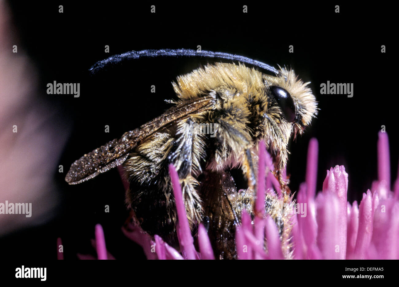 Long horned bee eucera longicornis Banque de photographies et d’images ...