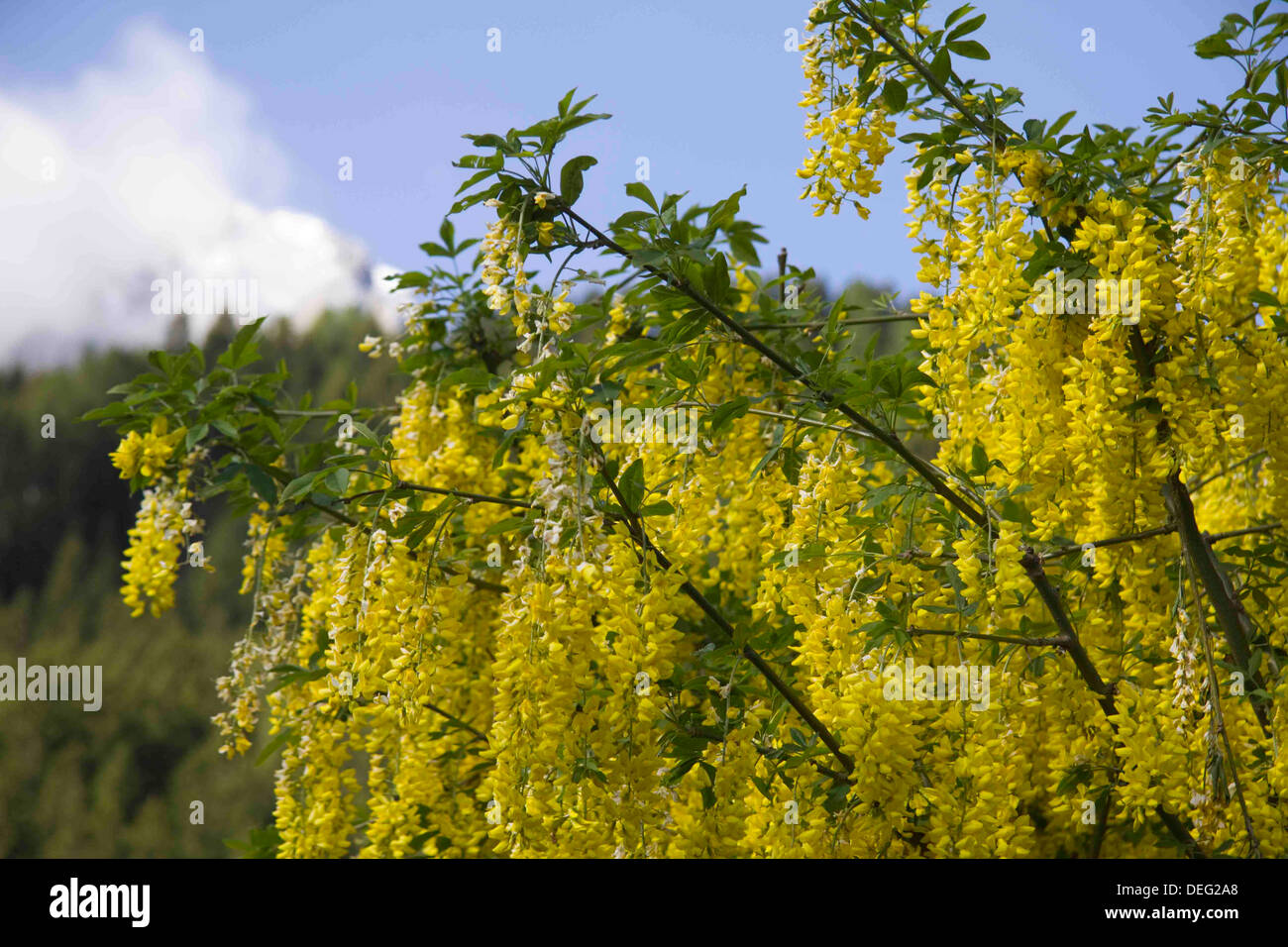 Arbre à fleurs jaune Banque de photographies et d’images à haute ...