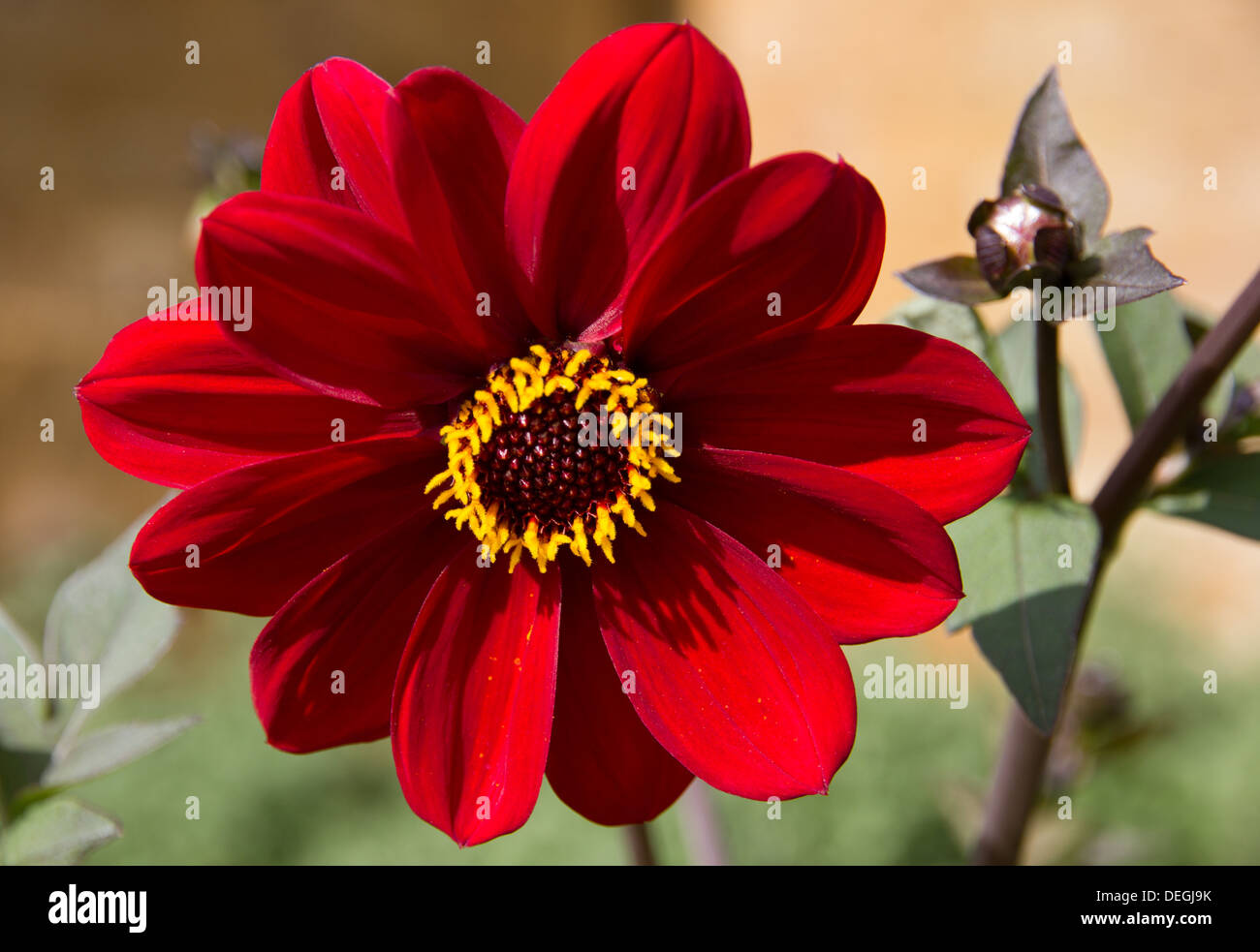 Fleur dahlia rouge Photo Stock - Alamy