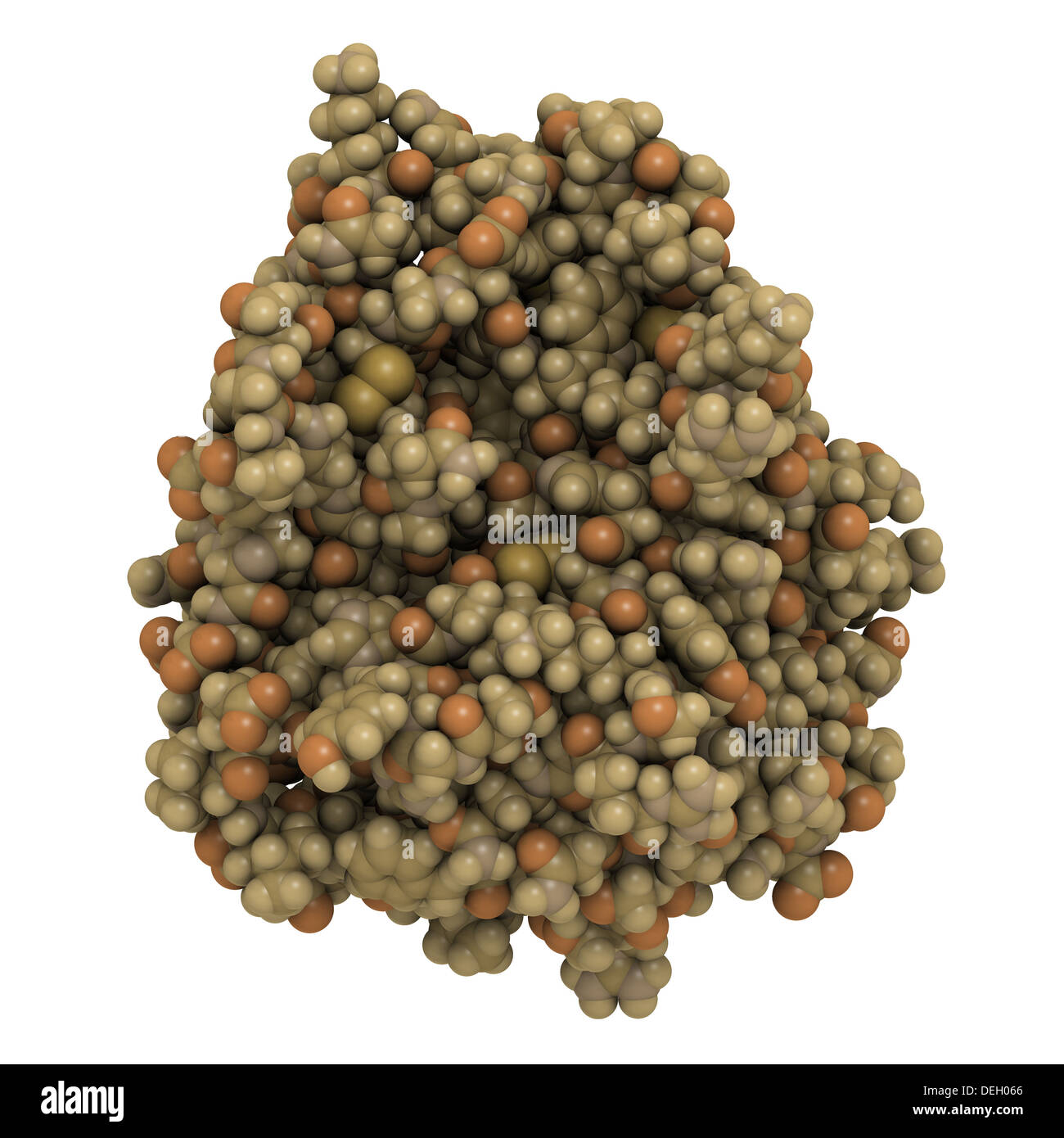 Trypsin Banque de photographies et d’images à haute résolution - Alamy