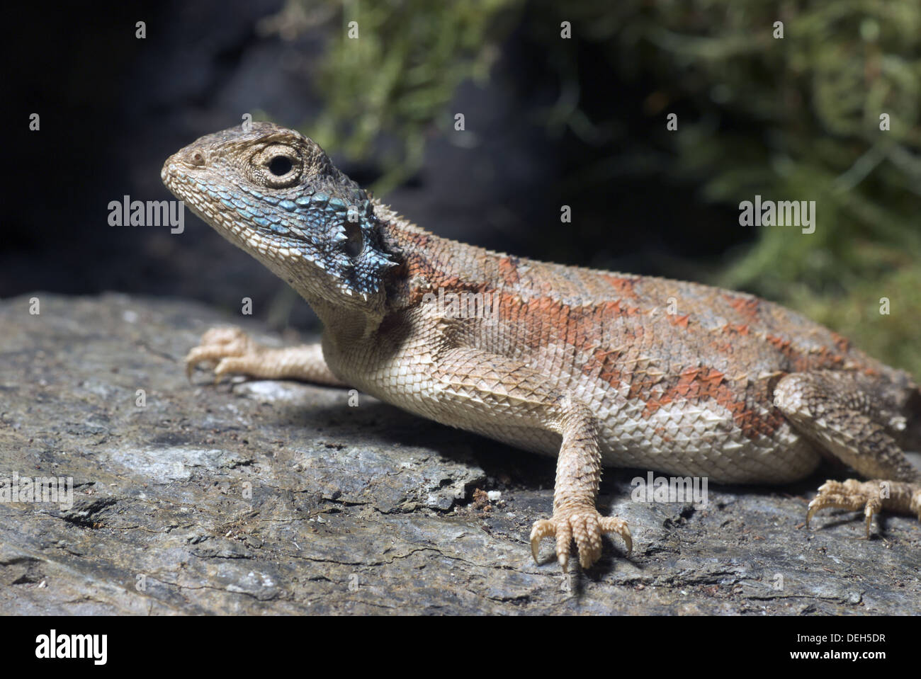 Un aculeata Banque de photographies et d’images à haute résolution - Alamy