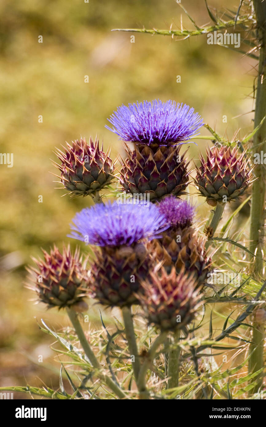 Cynara humilis Banque de photographies et d’images à haute résolution ...