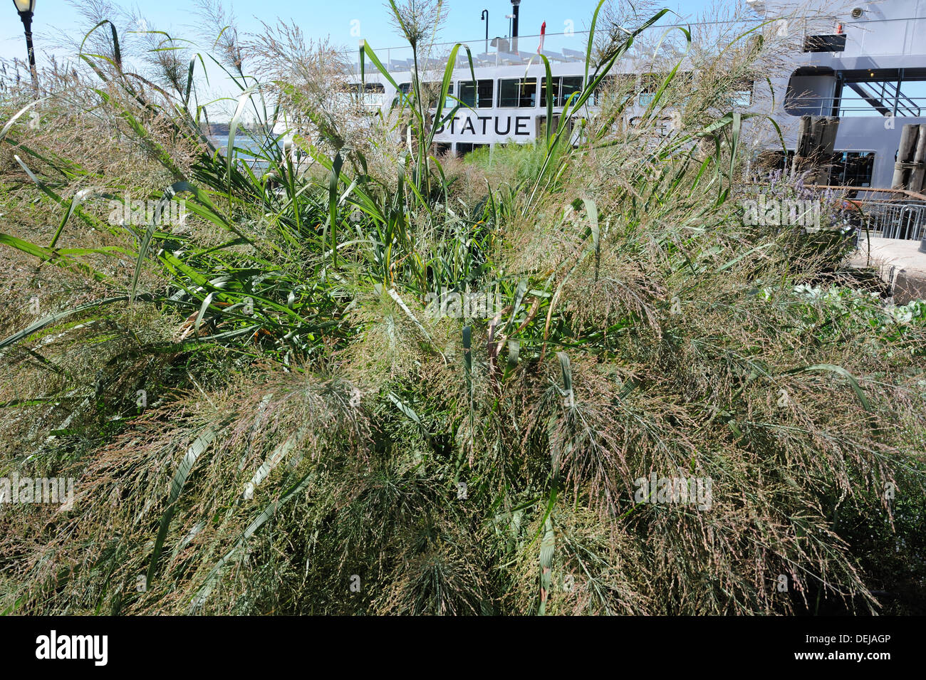 Panicum virgatum 'Dallas Blues,' (switchgrass), originaire de prairies ...