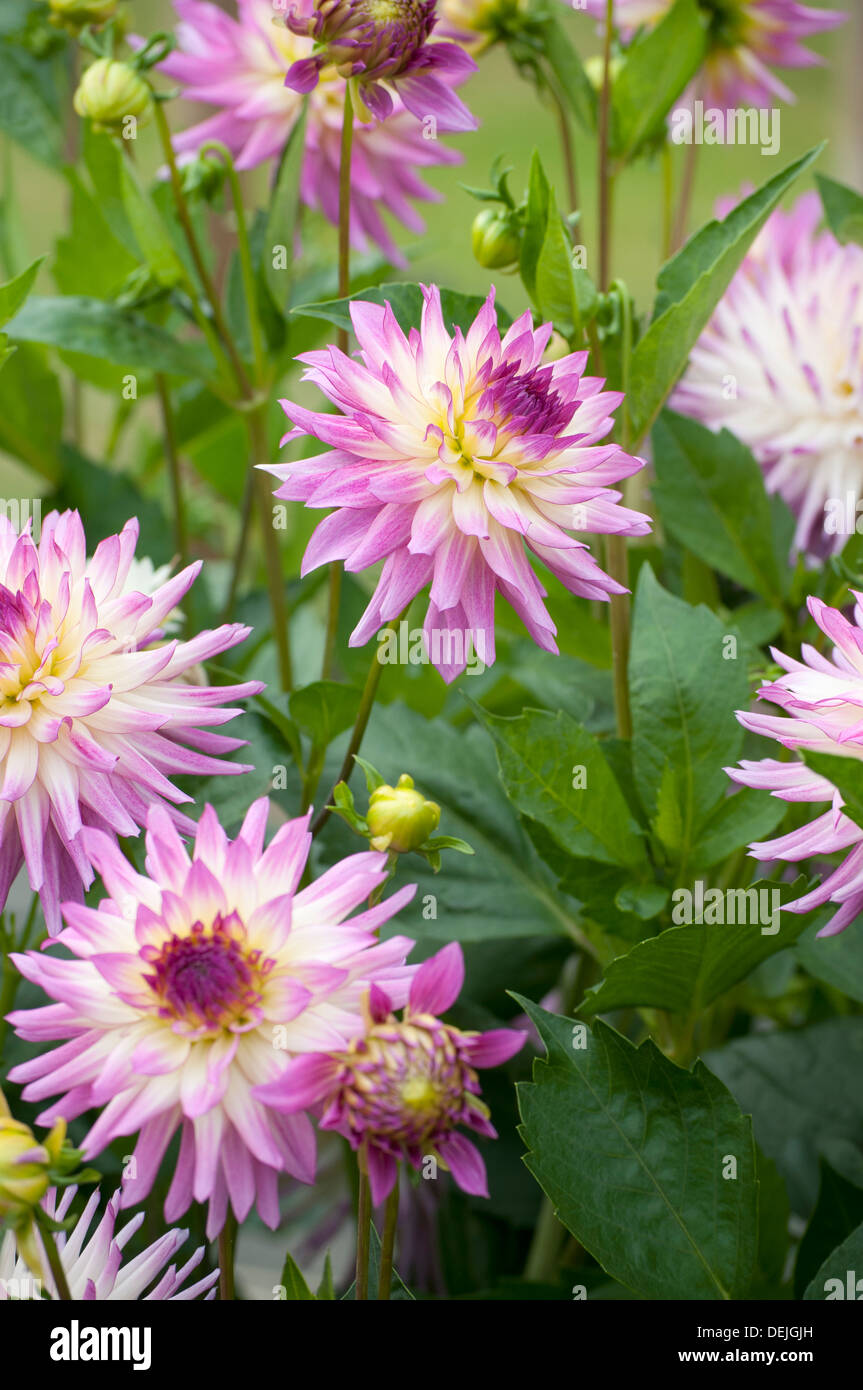 Dahlia hapet Banque de photographies et d’images à haute résolution - Alamy
