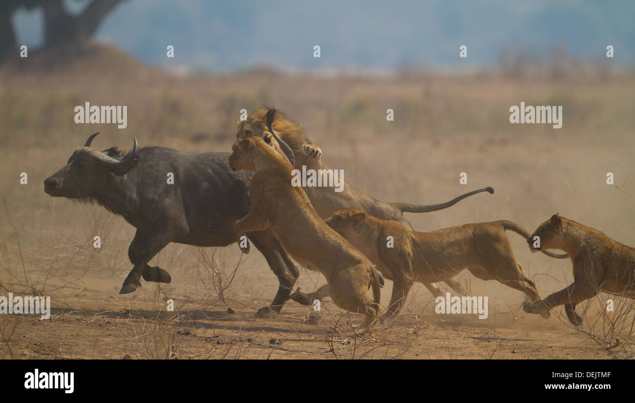 Lion attack Banque de photographies et d’images à haute résolution - Alamy