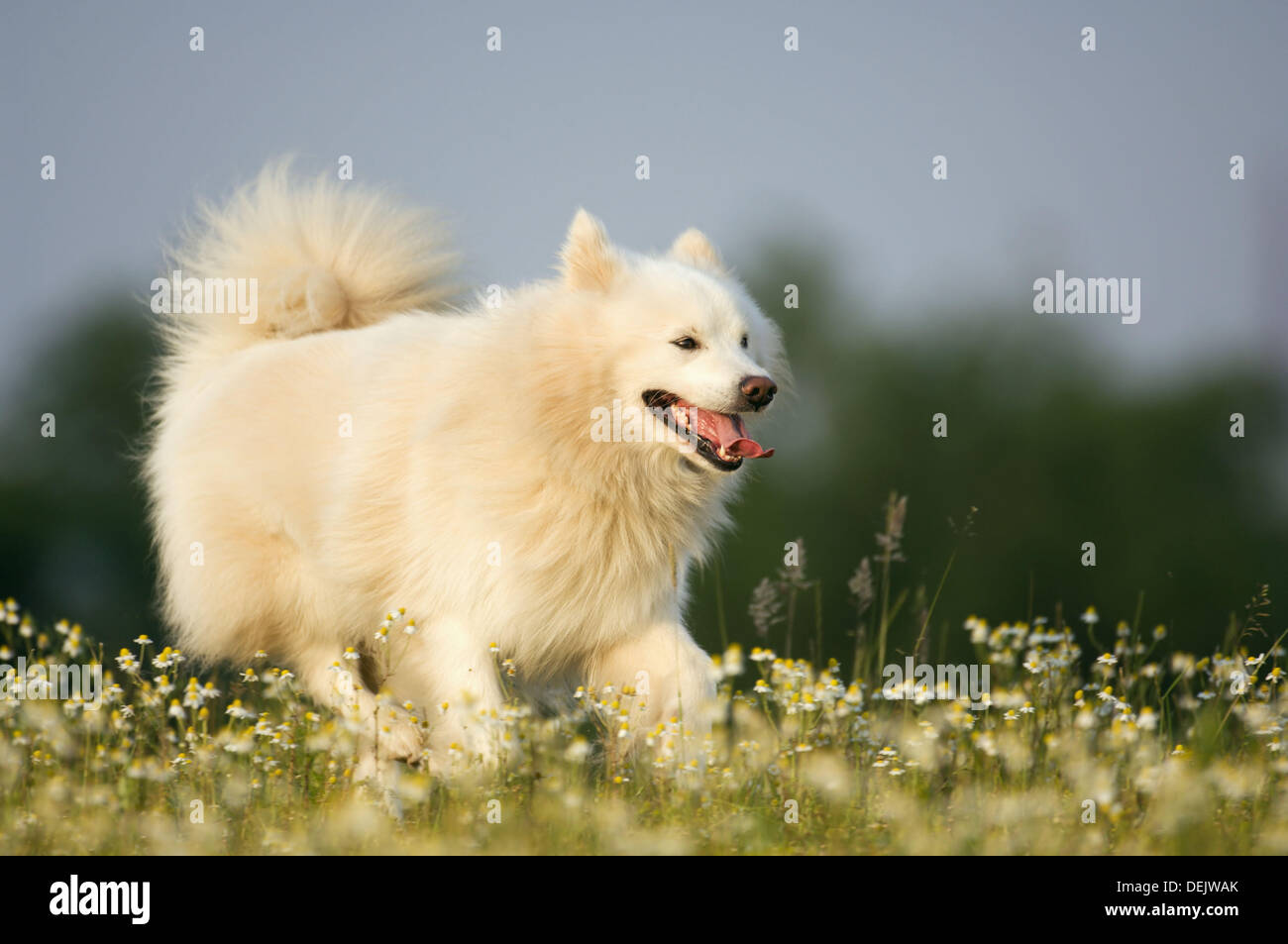 Chien elo Banque de photographies et d’images à haute résolution - Alamy