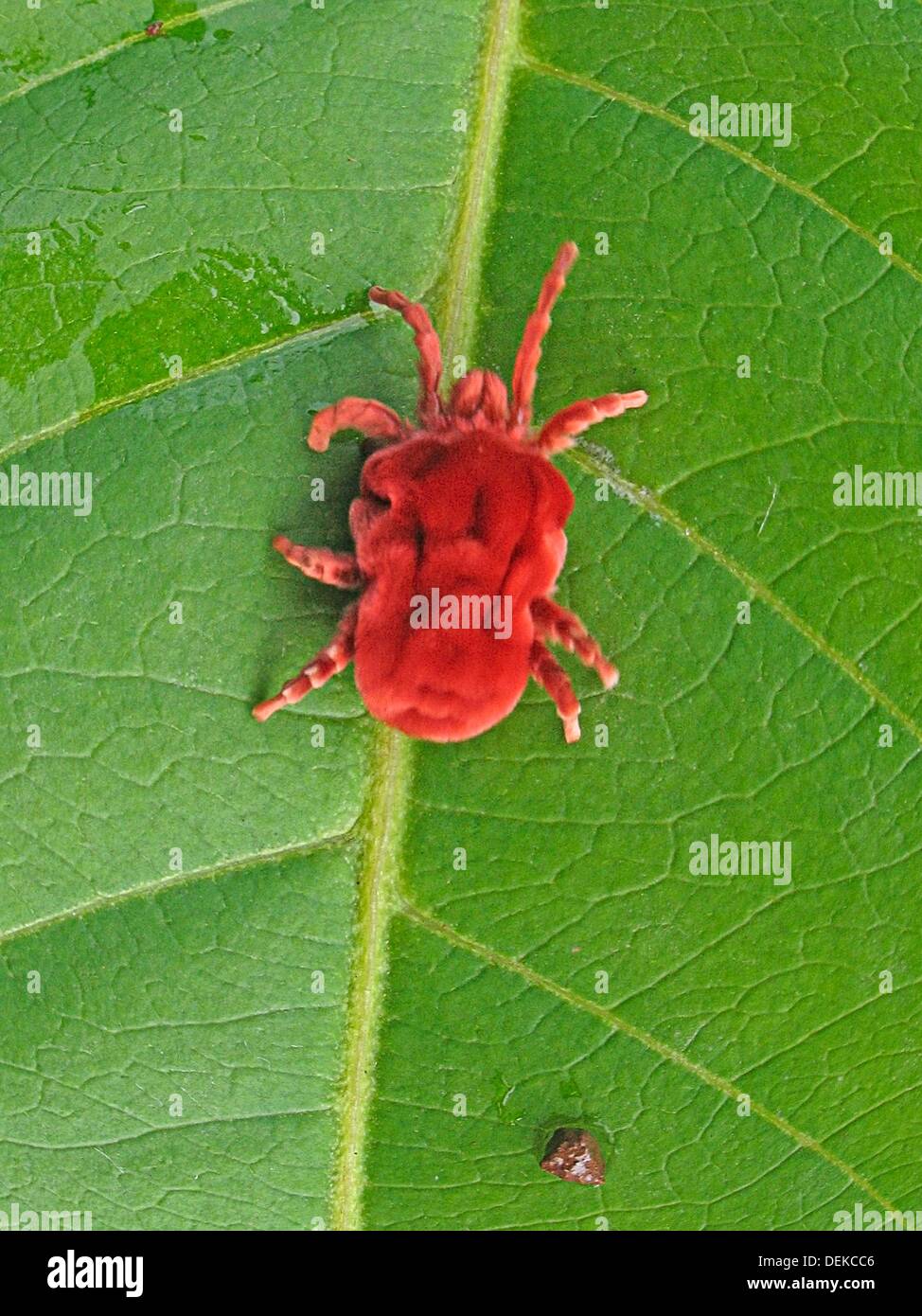 Acarien du trombidium rouge Banque de photographies et d’images à haute ...