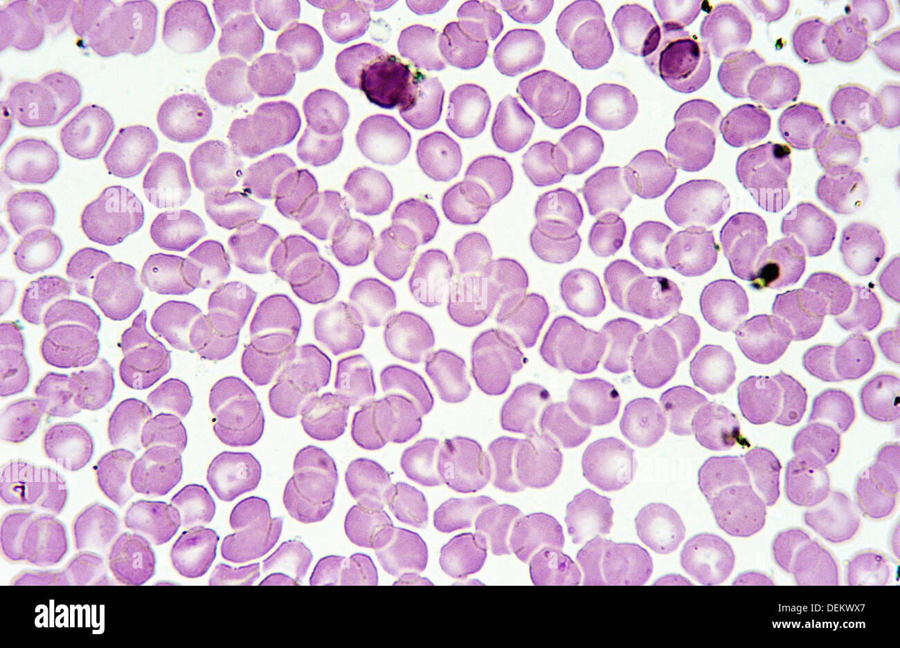 Cells Erythrocytes Banque d'image et photos - Alamy