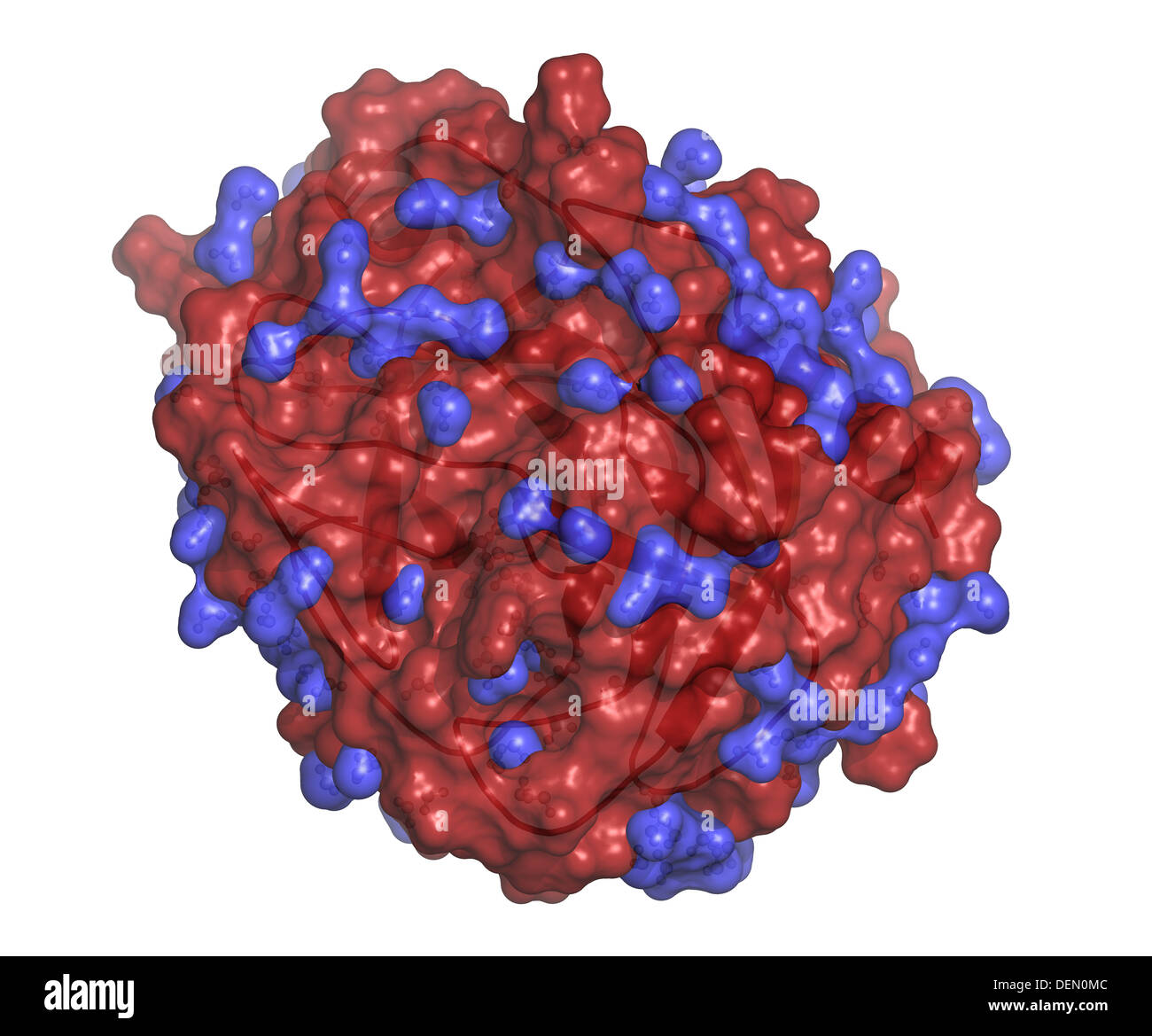 Trypsine molecule Banque de photographies et d’images à haute ...
