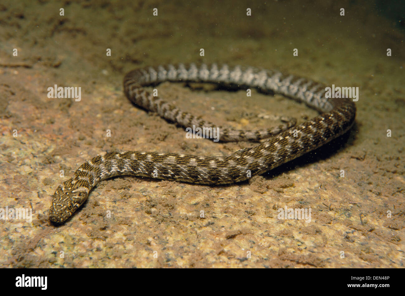 Viperine Snake Natrix Maura Spain Banque d'image et photos - Alamy