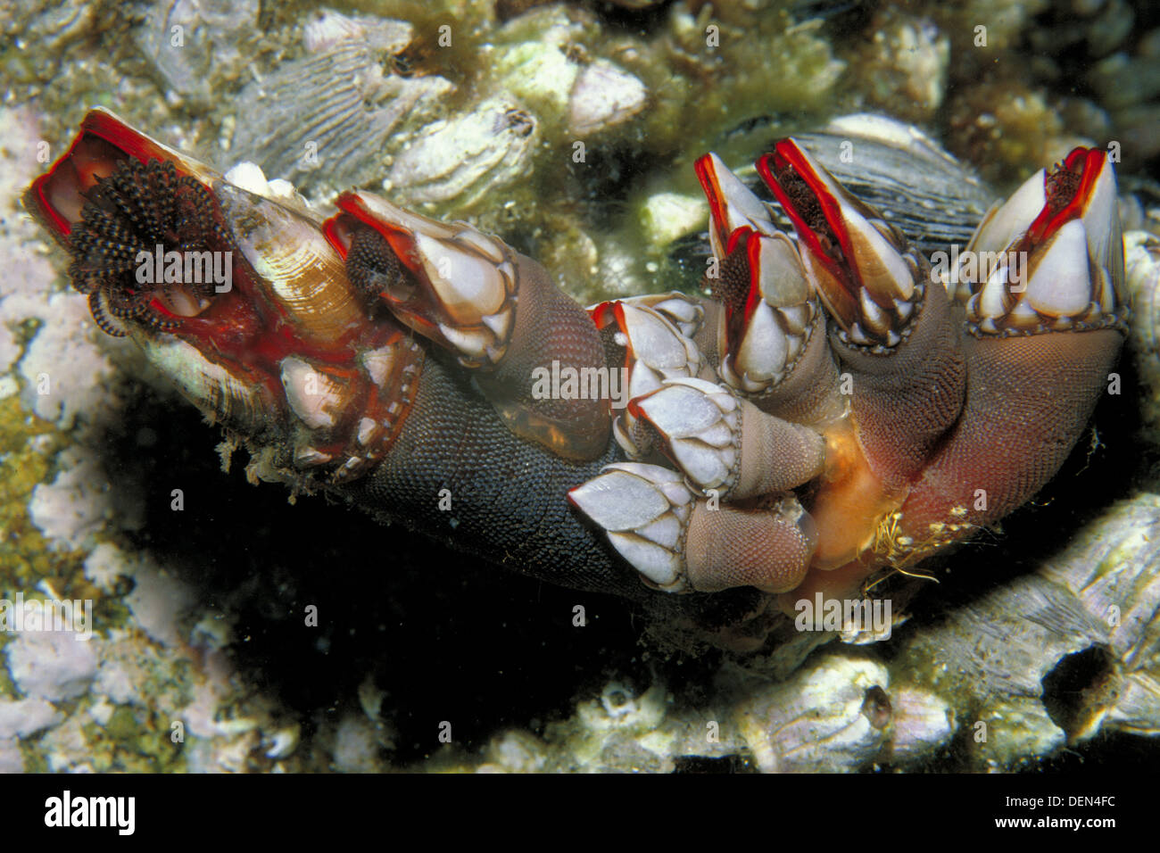 Pollicipes cornucopia Banque de photographies et d’images à haute ...