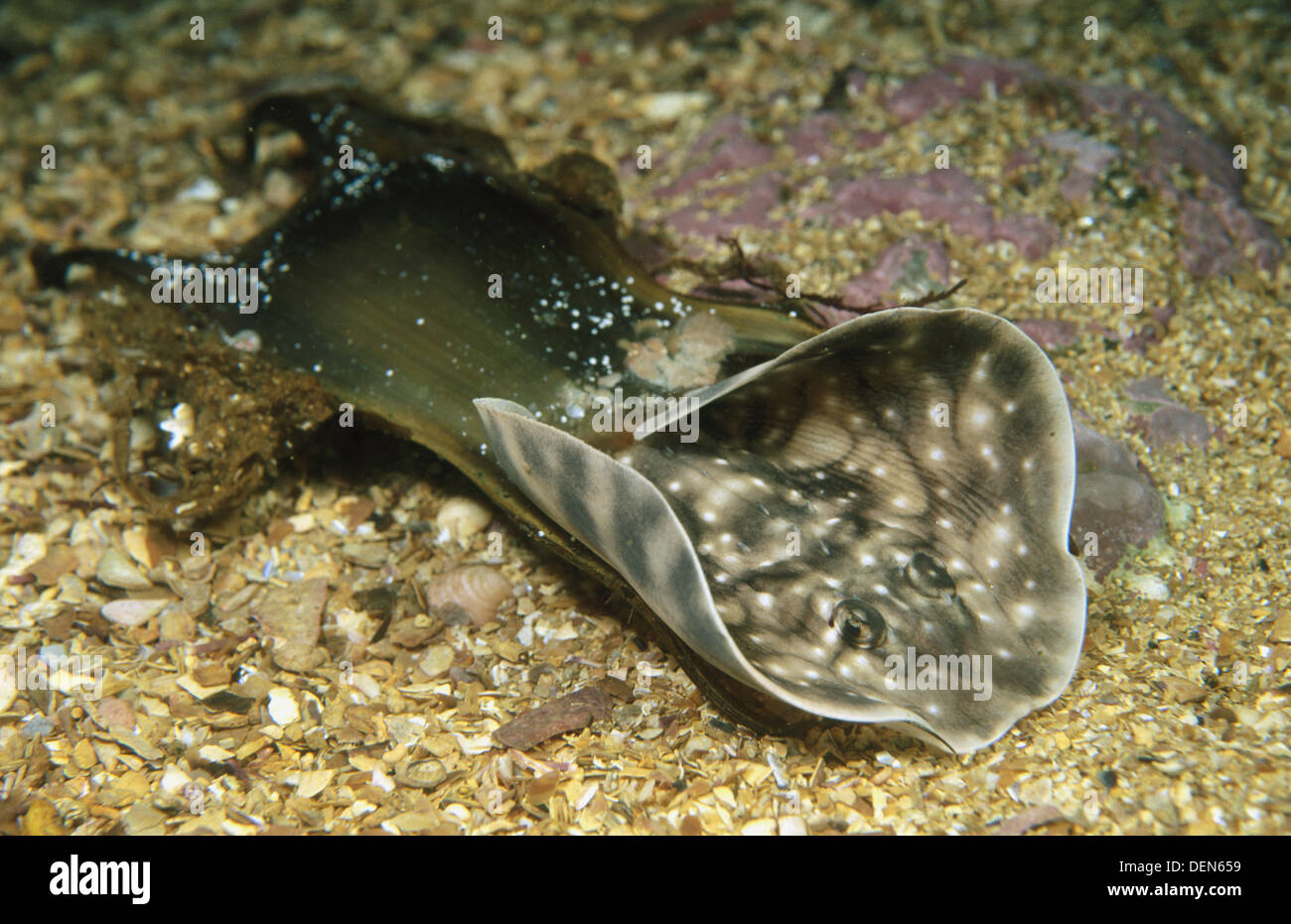 Undulate ray raja undulata Banque de photographies et d’images à haute ...