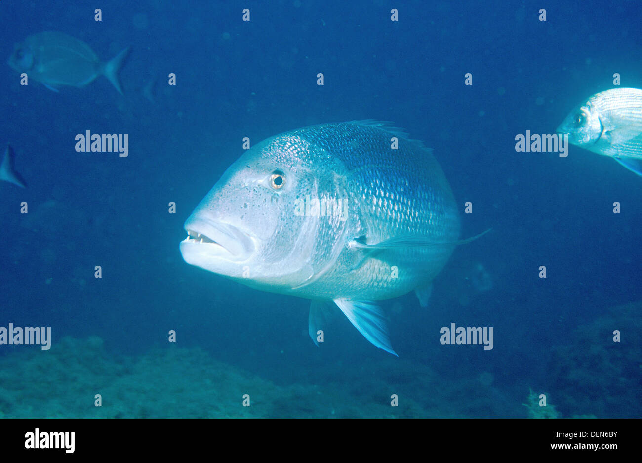 Common dentex (dentex dentex) Banque de photographies et d’images à haute résolution - Alamy