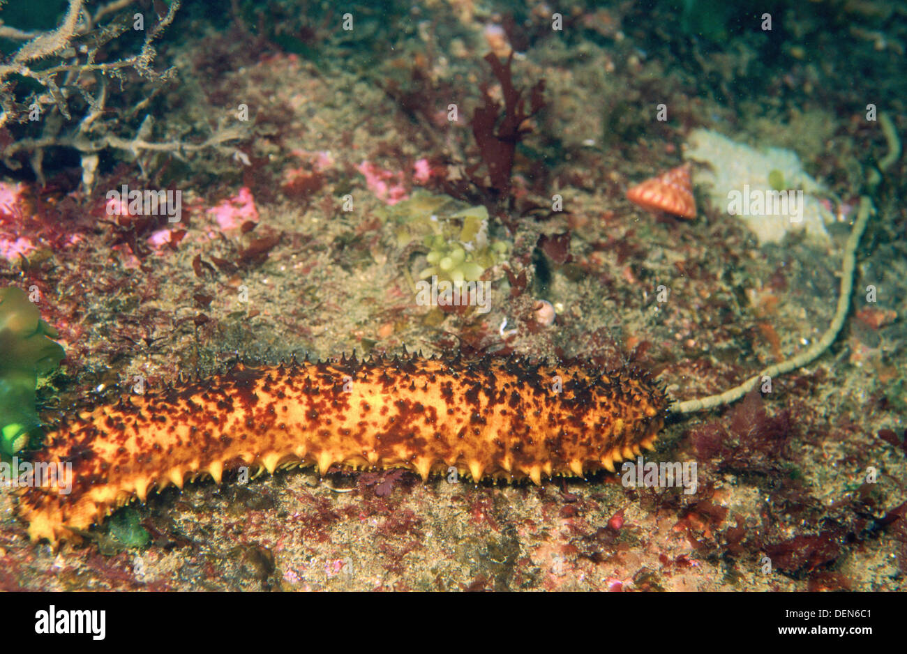 Holothuria forskali Banque de photographies et d’images à haute ...