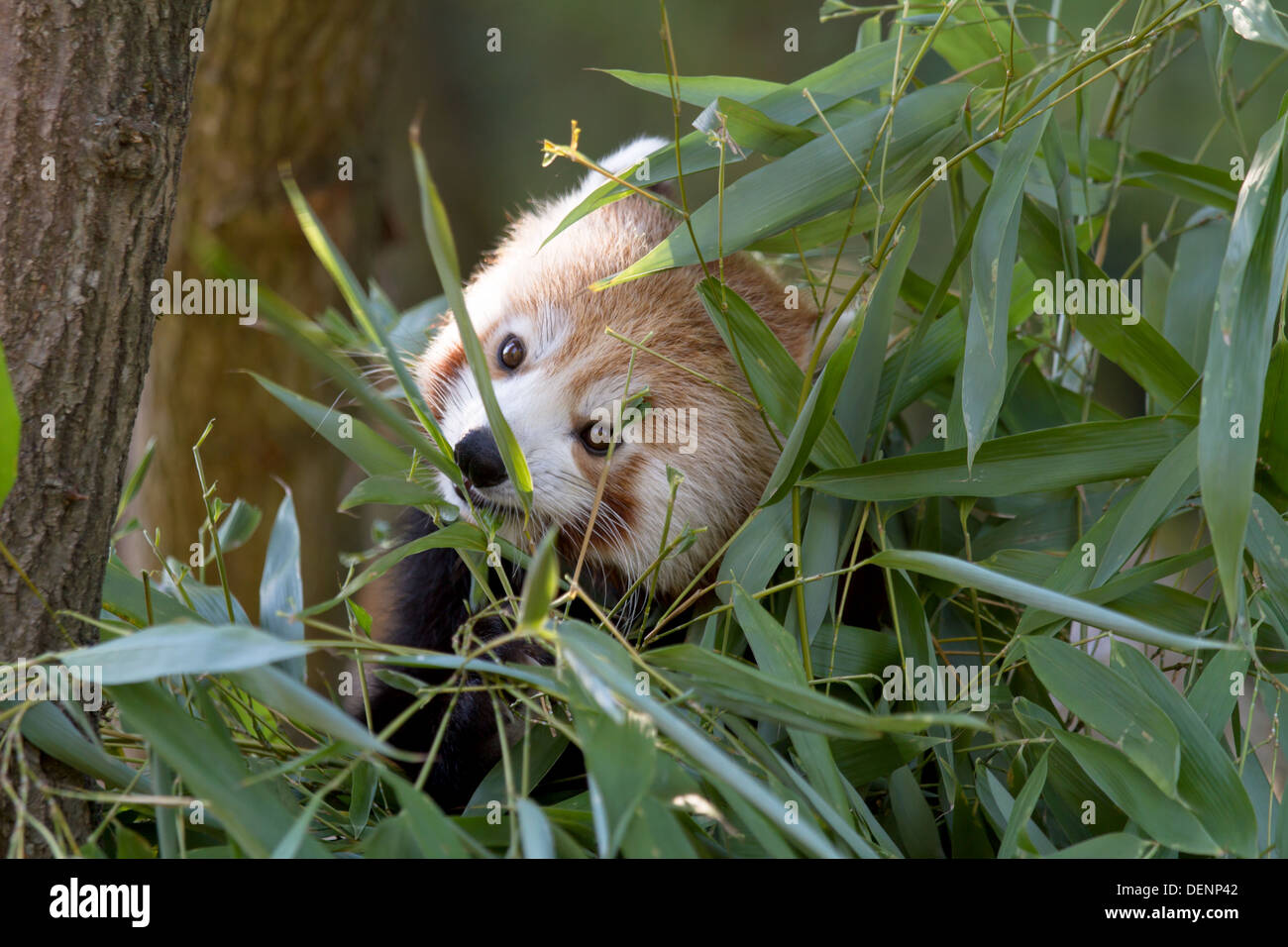 Pandabar Banque de photographies et d’images à haute résolution - Alamy