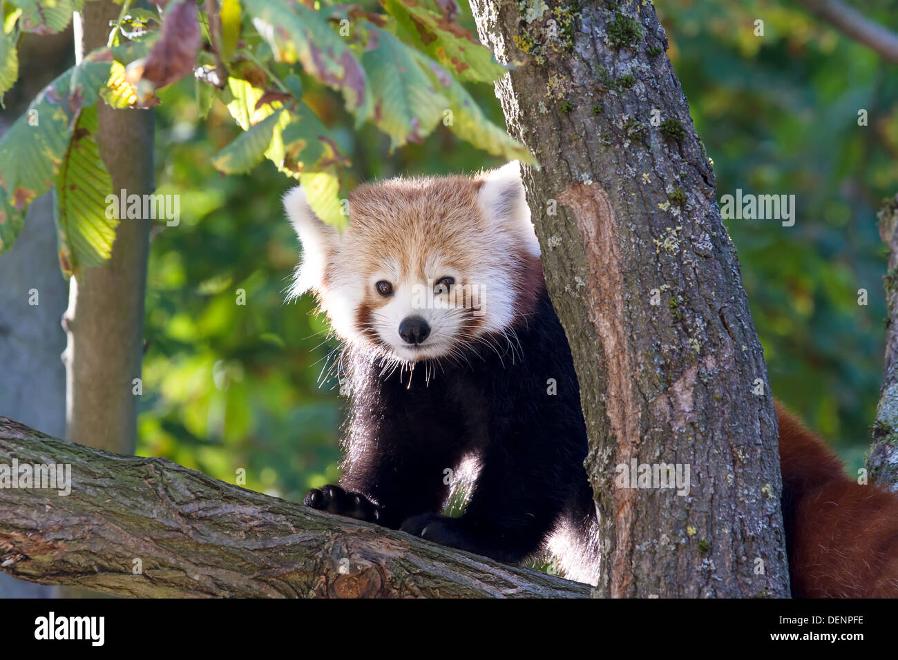 Pandabar Banque de photographies et d’images à haute résolution - Alamy